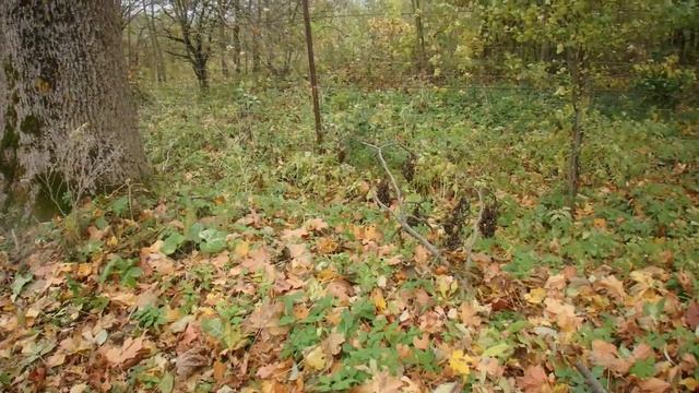 Енотовидная собака