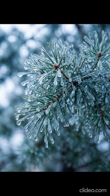 Зимний Калининград