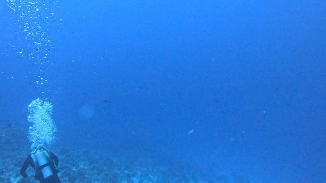 наполеон, дайвинг в Египте Шарм-эль-шейх