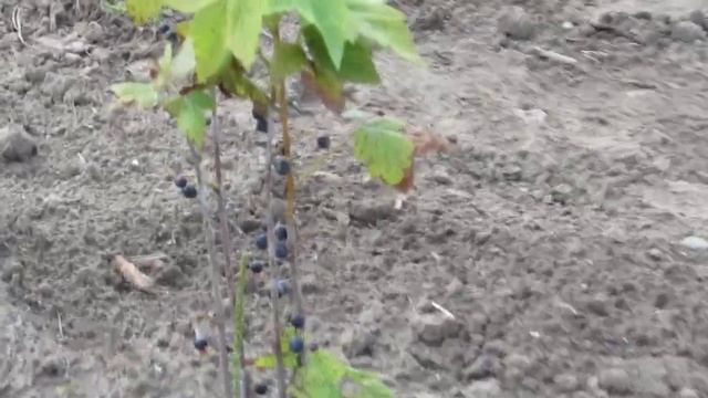 Смородина чёрная память Вавилова