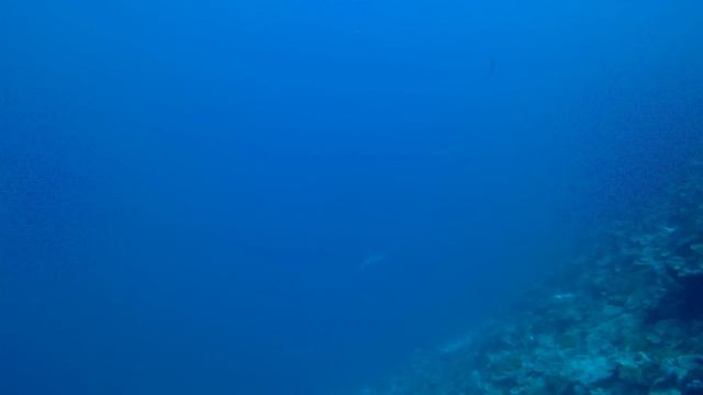 дайвинг на Мальдивах, акула