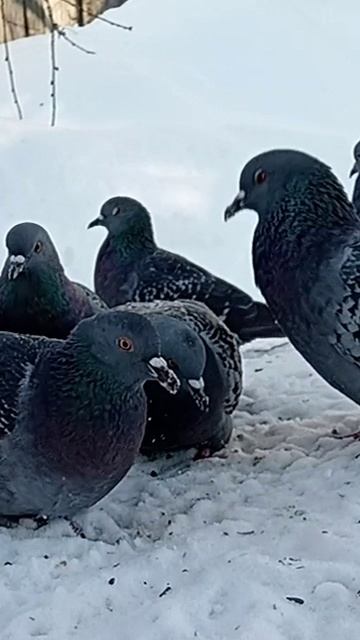 Голуби