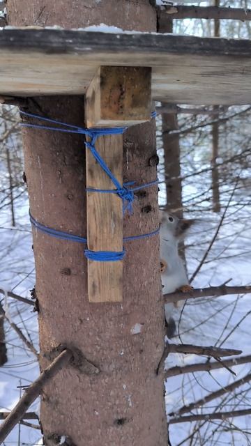 Белка выбирает орех в кормушке