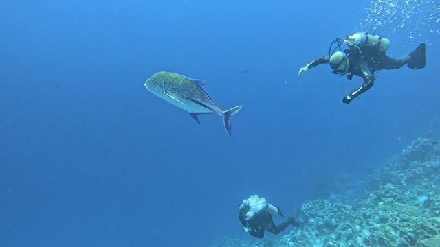 Синепёрый каранкс дайвинг в Египте Шарм эль шейх
