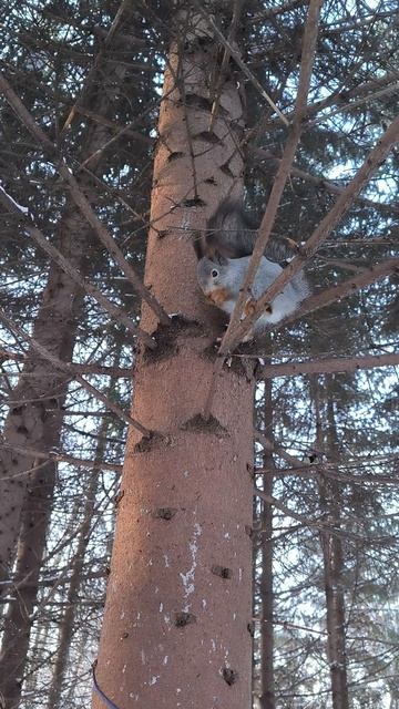 Белка чистит лапки