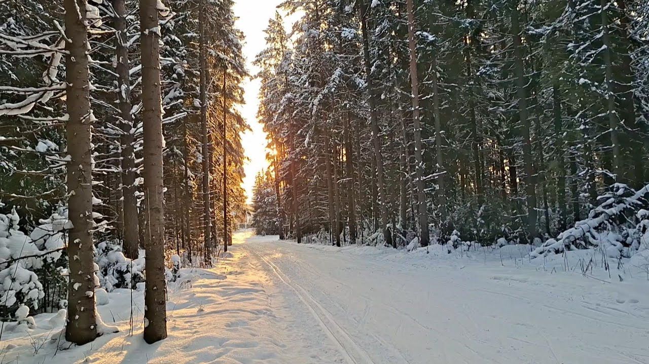 Симба новогодняя сказка на тропинках. Часть 1 в гостях у деда мороза