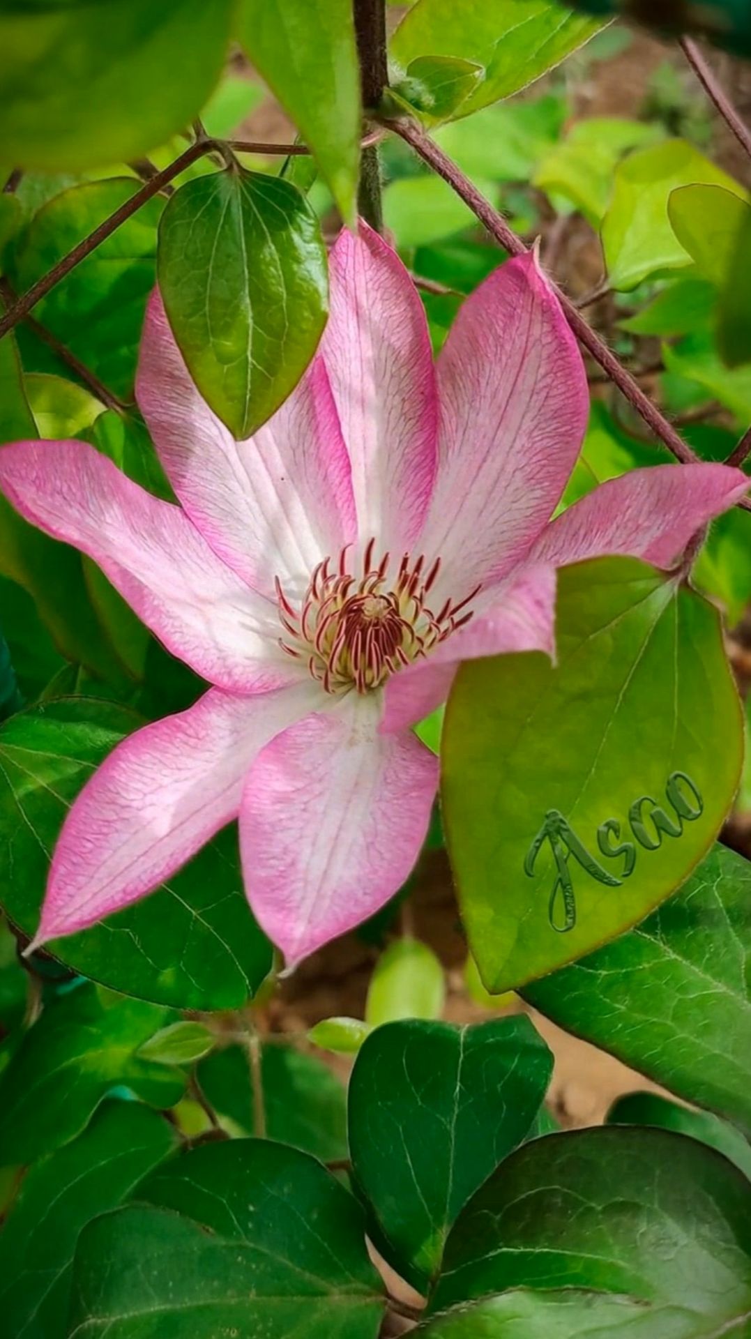 Клематисы и магия нейросетей