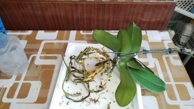 Пересадка новой орхидеи ☺️