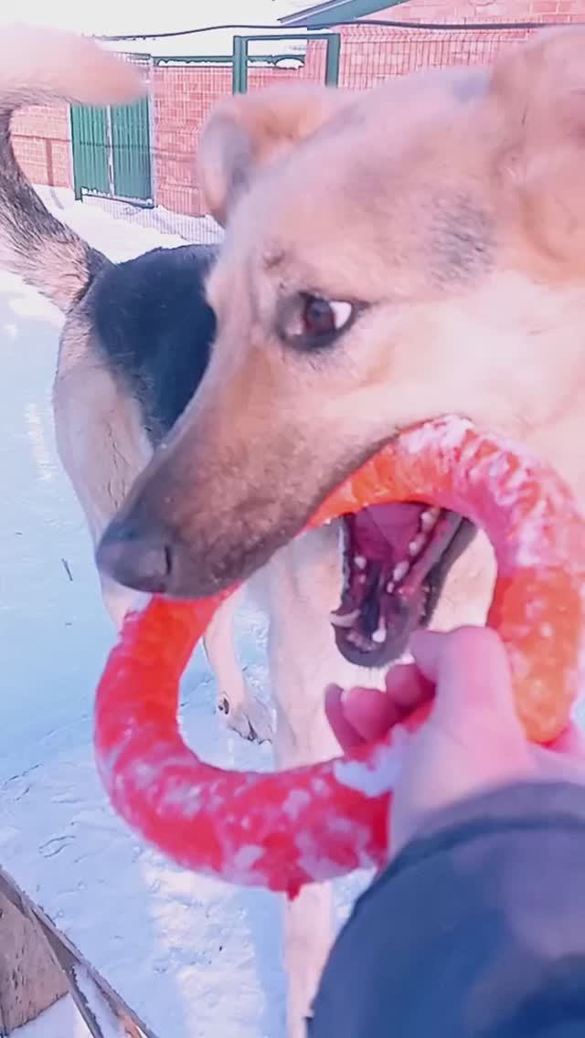 "Колечко-колечко!" ❥ Приют в Малинках #приютдляживотных