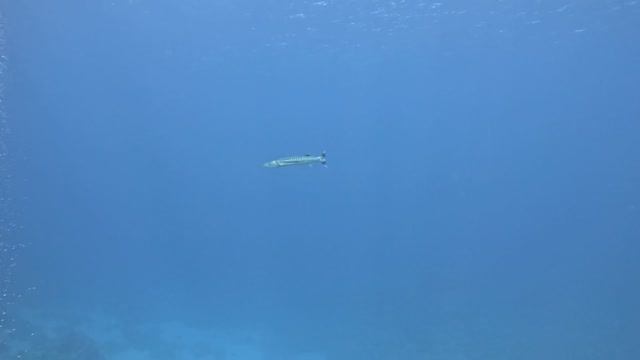 дайвинг в Египте, Шарм-эль-шейх, барракуда