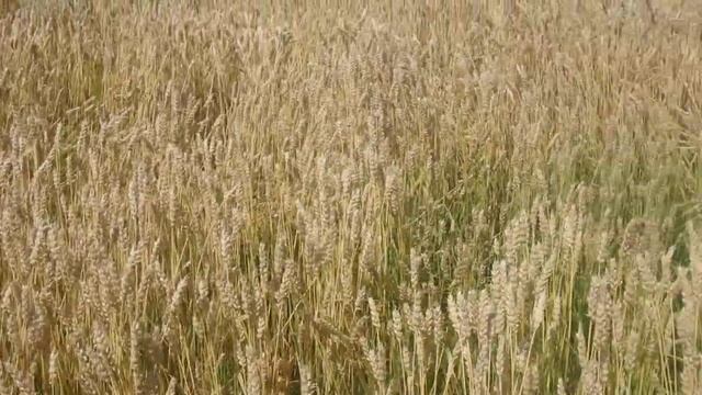 Пшеница мягкая яровая Виталия