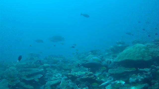 наполеон, дайвинг на Мальдивах