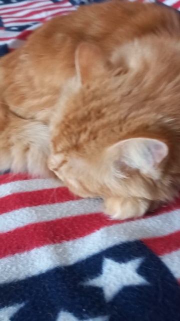 Мои любимые кошки Мася и Вася.