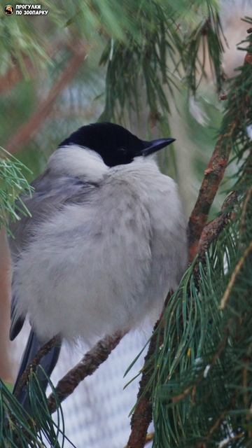 Голубая сорока. Новосибирский зоопарк