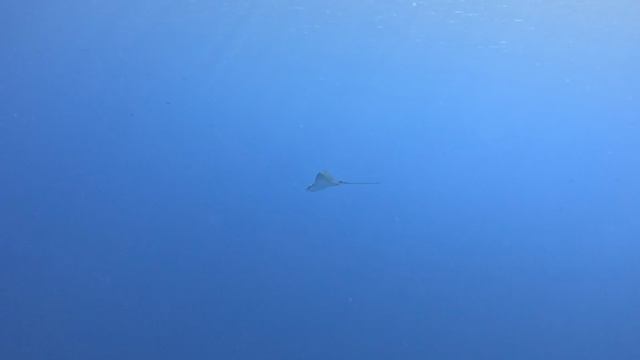 скат орляк, дайвинг в Египте, Шарм-эль-шейх