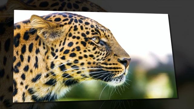 Ramio Lin - Кровавая слеза