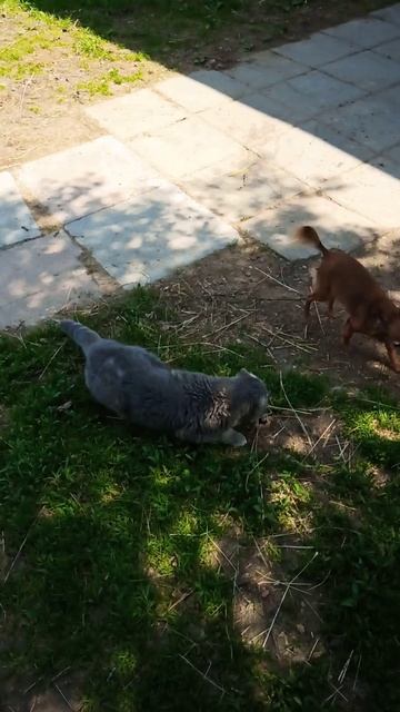 Они живут как кошка с собакой