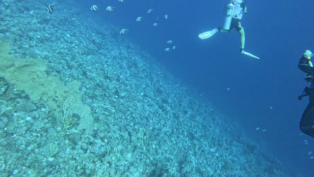 коралловый риф, Египет, Шарм-эль-шейх