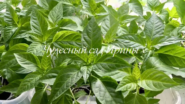 Проращивание семян перца перед посевом