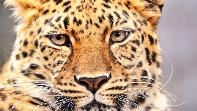 Ramio Lin - Очищение