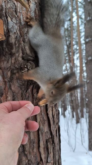 Белка прячет орех в снегу на ветках