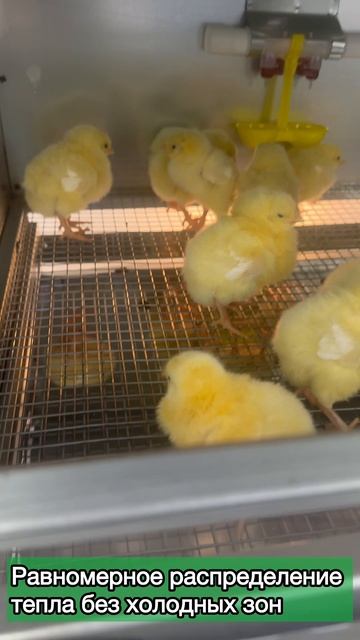 Рамный автоматический брудер для цыплят 0707