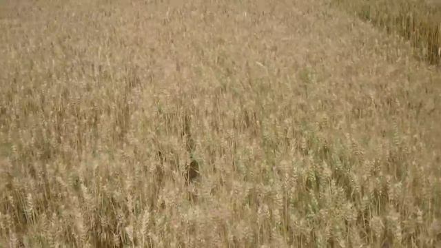 Пшеница мягкая яровая Катунь