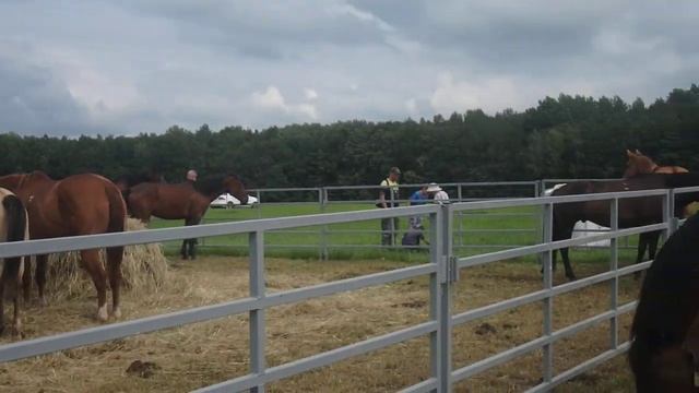 Лошади День Балтийского поля 2019