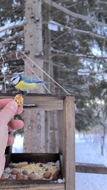 Синица лазоревка прилетела на грецкий орех