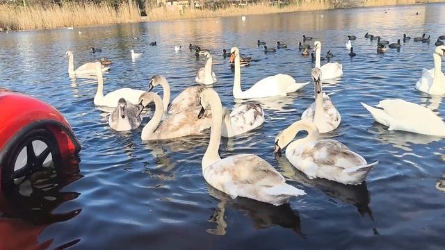 Красивый теплый день. Анапа Любуимся птицами