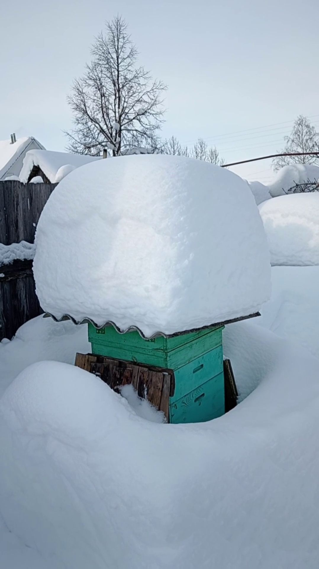 Зима на пасеке