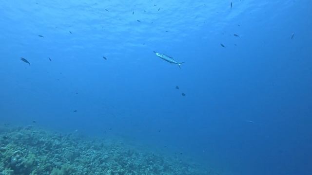 Восточная пеламида(скумбрия) дайвинг в Египте, Шарм-эль-шейх