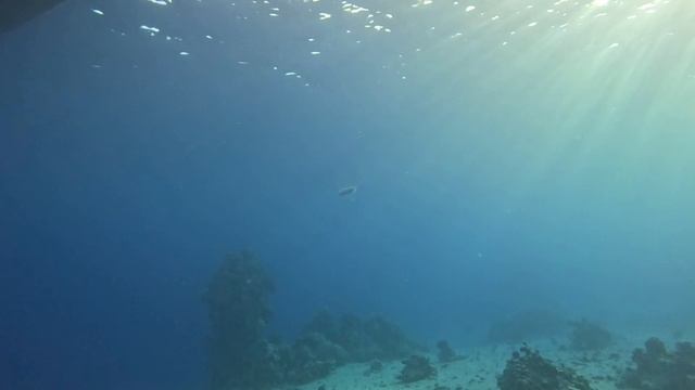 дайвинг в Египте;Шарм-эль-шейх; барракуда