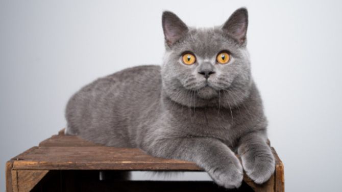 Британские кошки