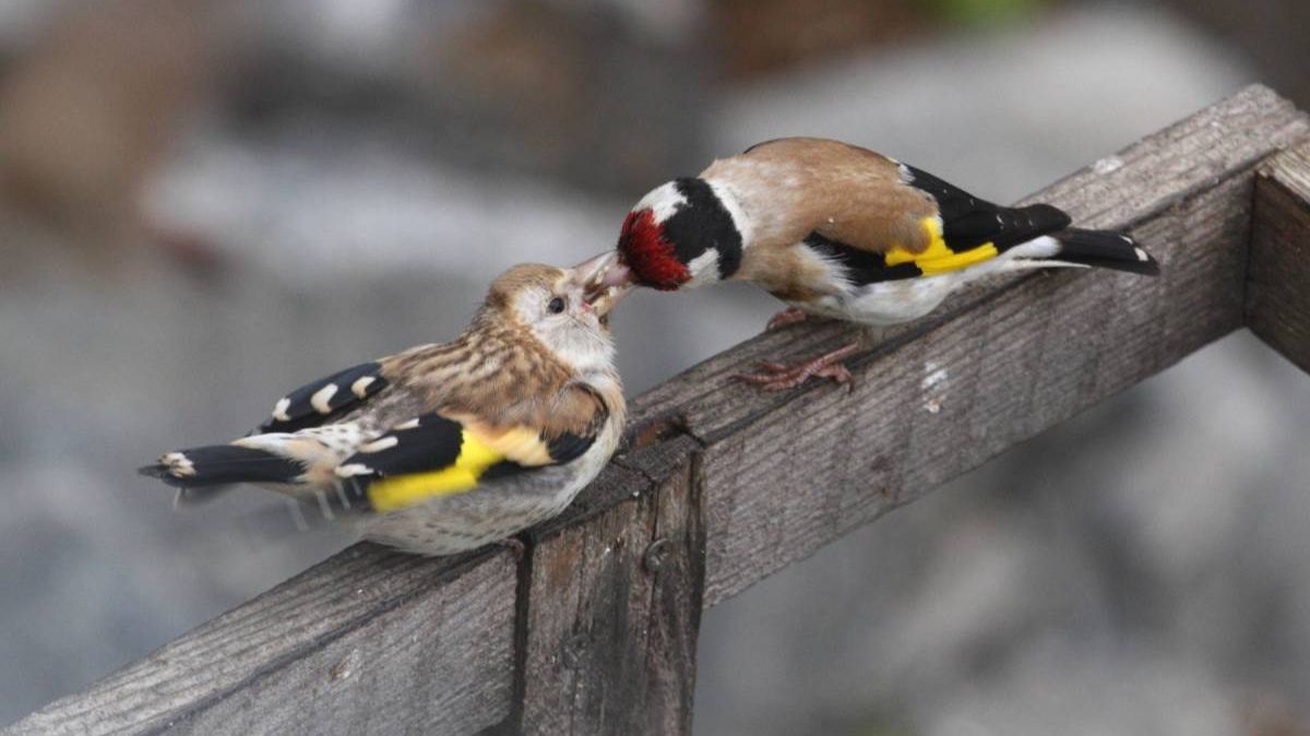 Обыкновенный щегол - Птицы России - Фильм 50