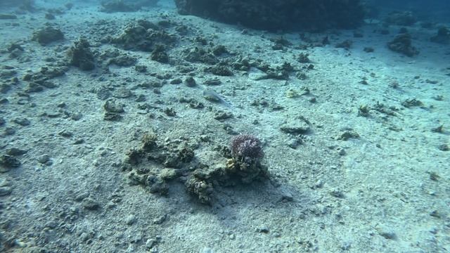 дайвинг в Египте, Шарм-эль-шейх, скат