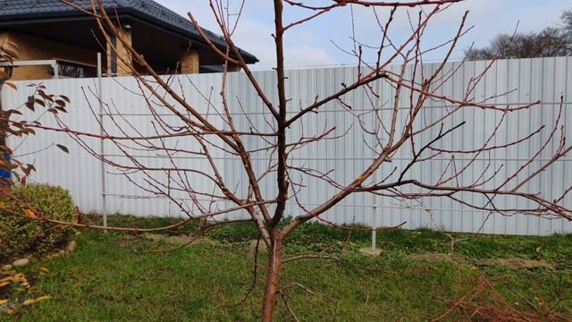 11-16.11.25. Огородные работы. Подготовка винограда и деревьев к зиме. Обновки. Рынок.