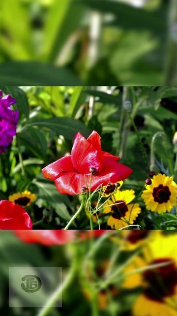 Цветы после дождя