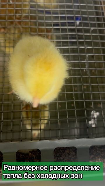 Рамный брудер для цыплят 0706