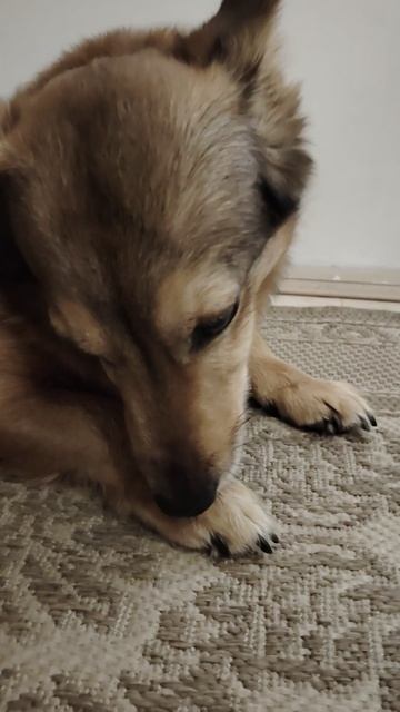 Джимми умывается ©20260106