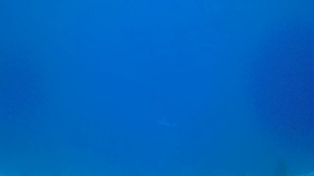 дайвинг на Мальдивах,акула