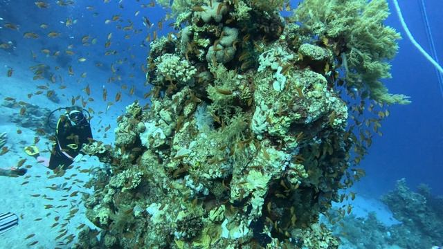 коралловый риф Египет, Шарм-эль-шейх