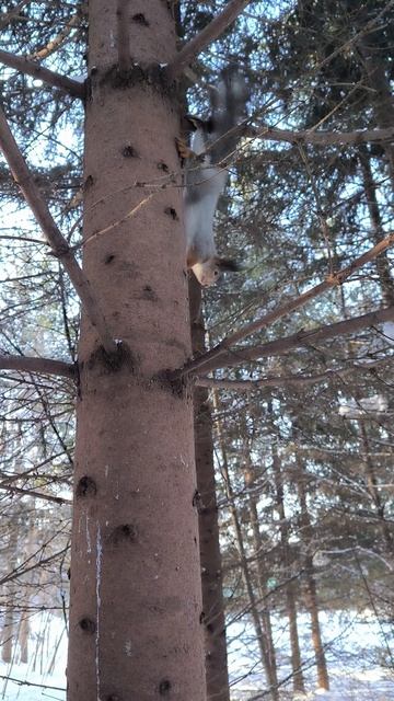 Белка только что проснулась, потягушки