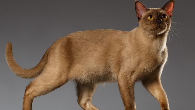 Бурманская кошка