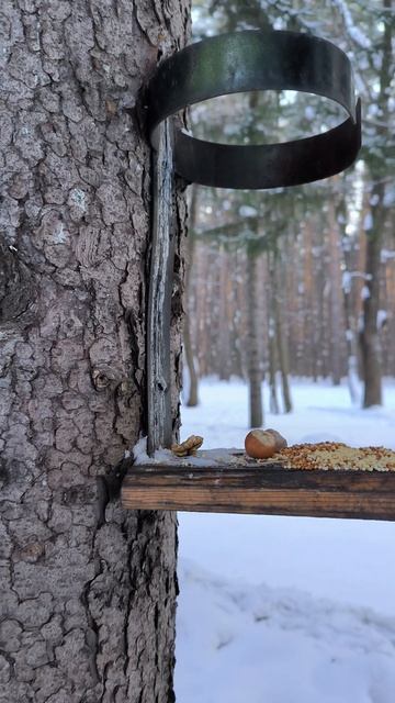 Белка прячется за елкой