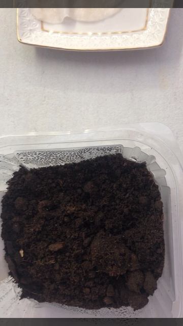 Жакаранда домашняя