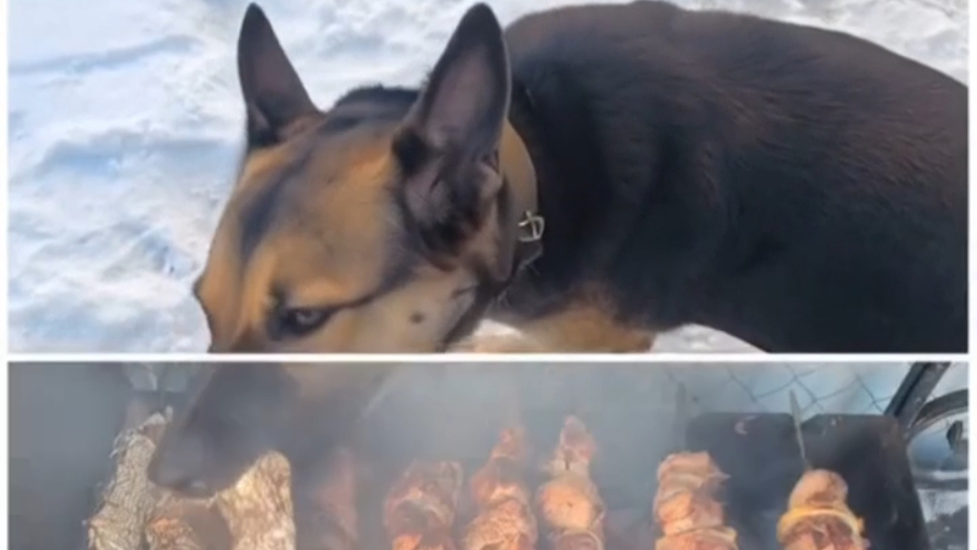 110) СОБАКа ОВЧАРКа по Кличке Верба, любит на Рождество Шашлык, 07 января 2024.