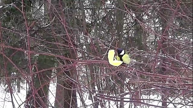 В ЗИМНЕМ ПАРКЕ