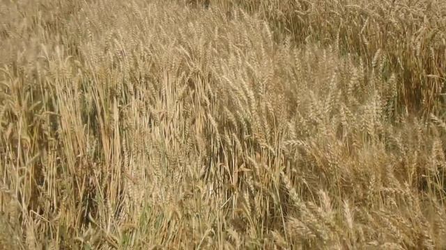 Пшеница мягкая яровая Гранни