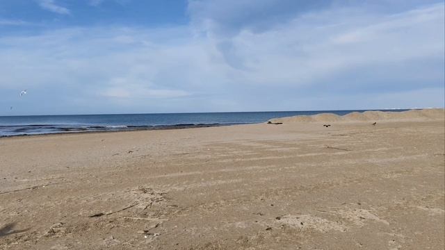 Ворона возмущается на берегу! Анапа в феврале